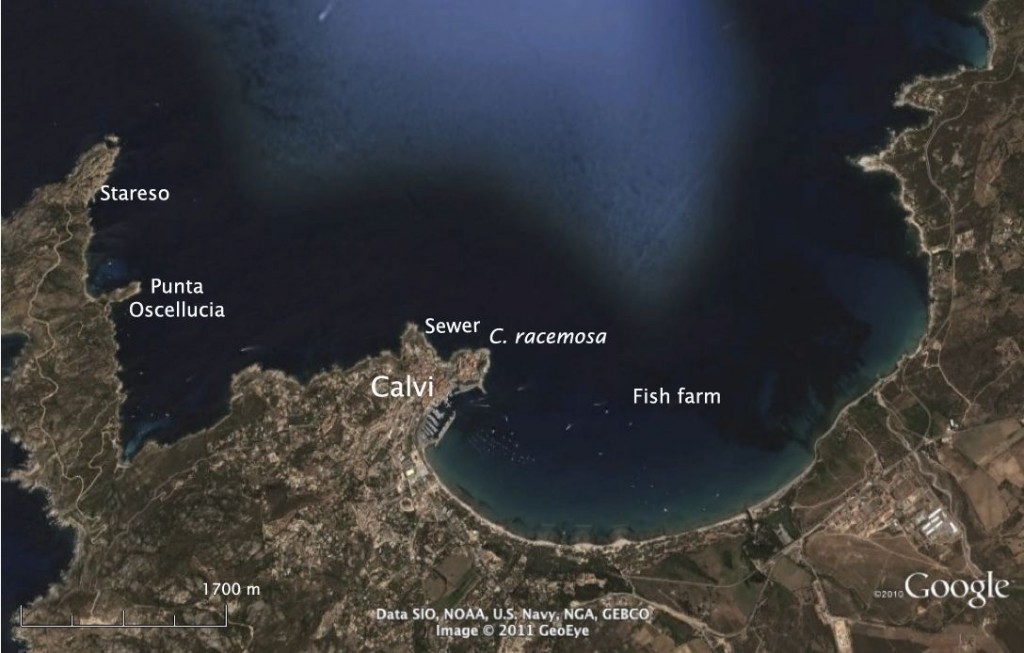 Notes from the Field: Calvi Bay, Corsica « World Seagrass Association Blog
